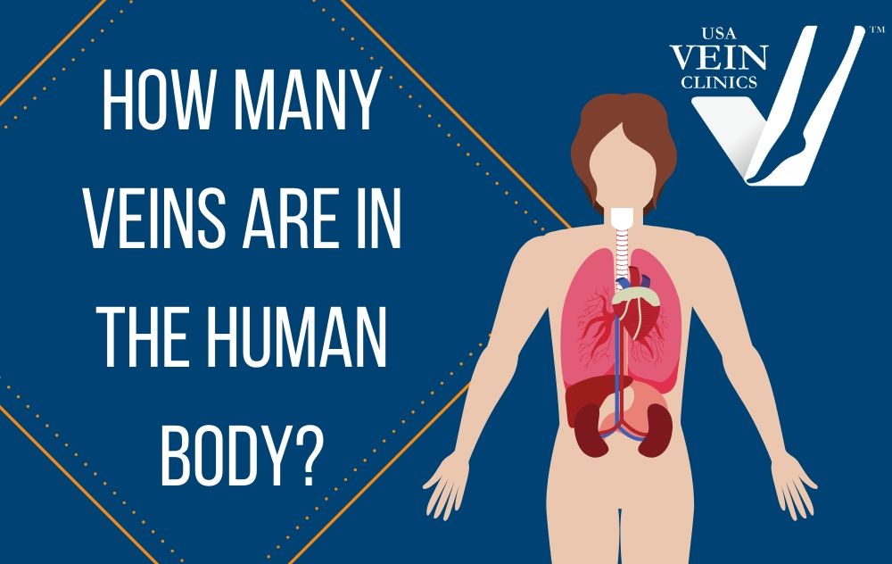 How Many Veins Are in the Human Body? | USA Vein Clinics