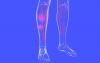 What Is The Great Saphenous Vein's Function | USA Vein Clinics