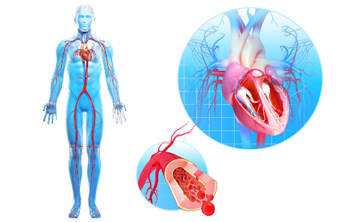 How Vein Health Impacts Your Immune System | USA Vein Clinics